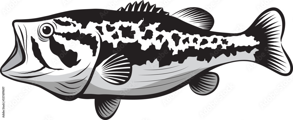 Bass fish line drawing style on white background. Design element for ...