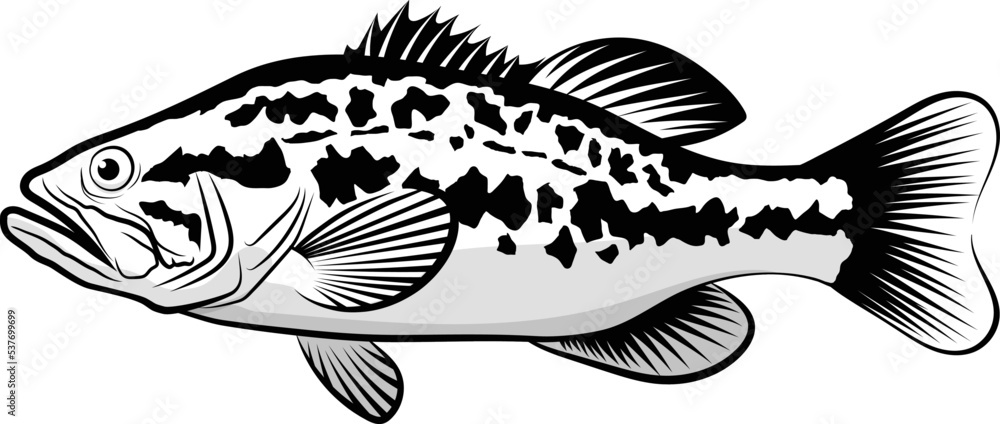 Bass fish line drawing style on white background. Design element for ...
