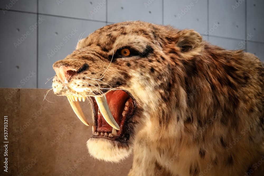 Shanghai, China - April 13 2018: Realistic life size replica model of ...