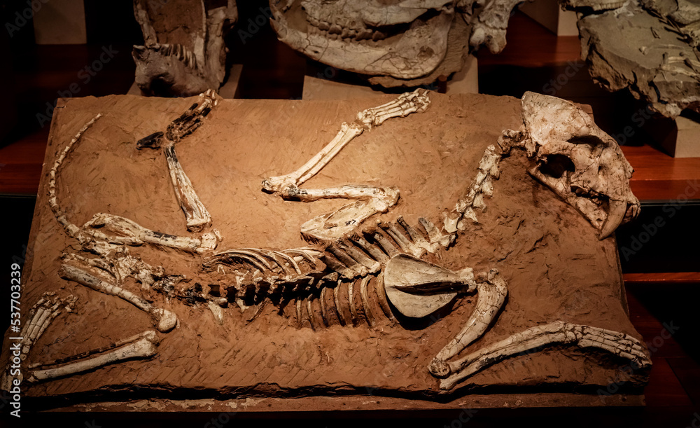 Shanghai, China - April 15 2018: Fossil of Smilodon saber toothed tiger ...