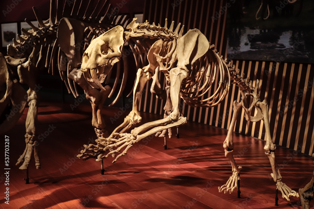 Shanghai, China - April 15 2018: Fossil of Smilodon at Shanghai Natural ...