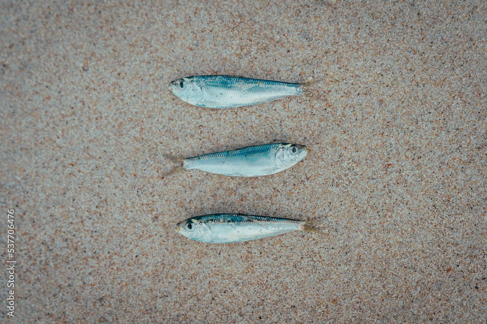 Peces charales fondo de pantalla Stock Photo | Adobe Stock
