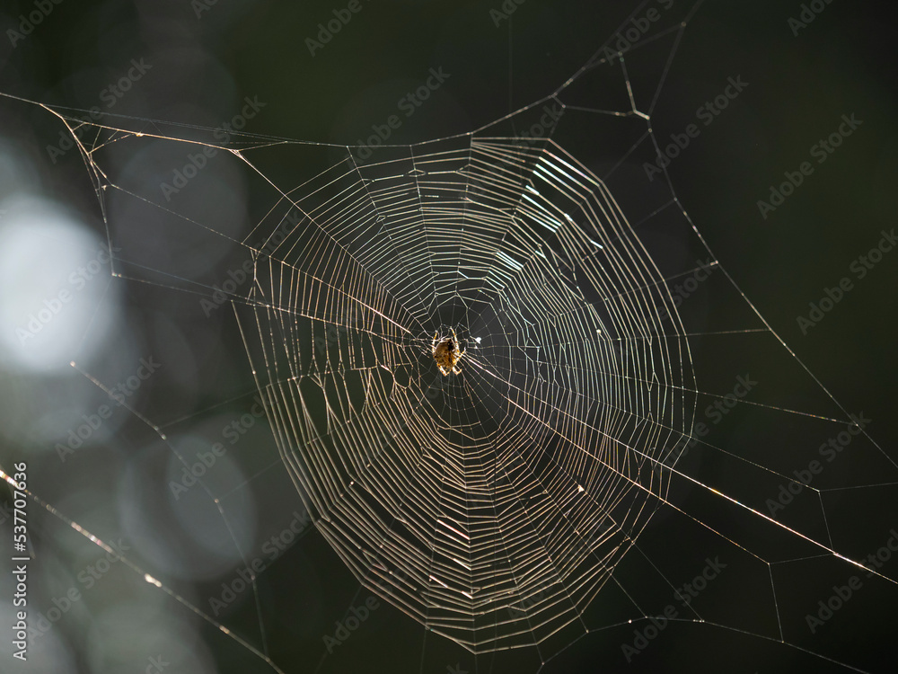 PA9272433 spider web of a cross orb weaver spider, Araneus diadematus ...