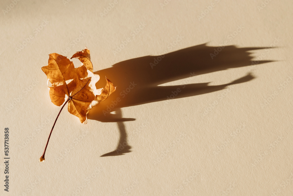 Single autumn maple tree leaf with shadow isolated on pastel background ...