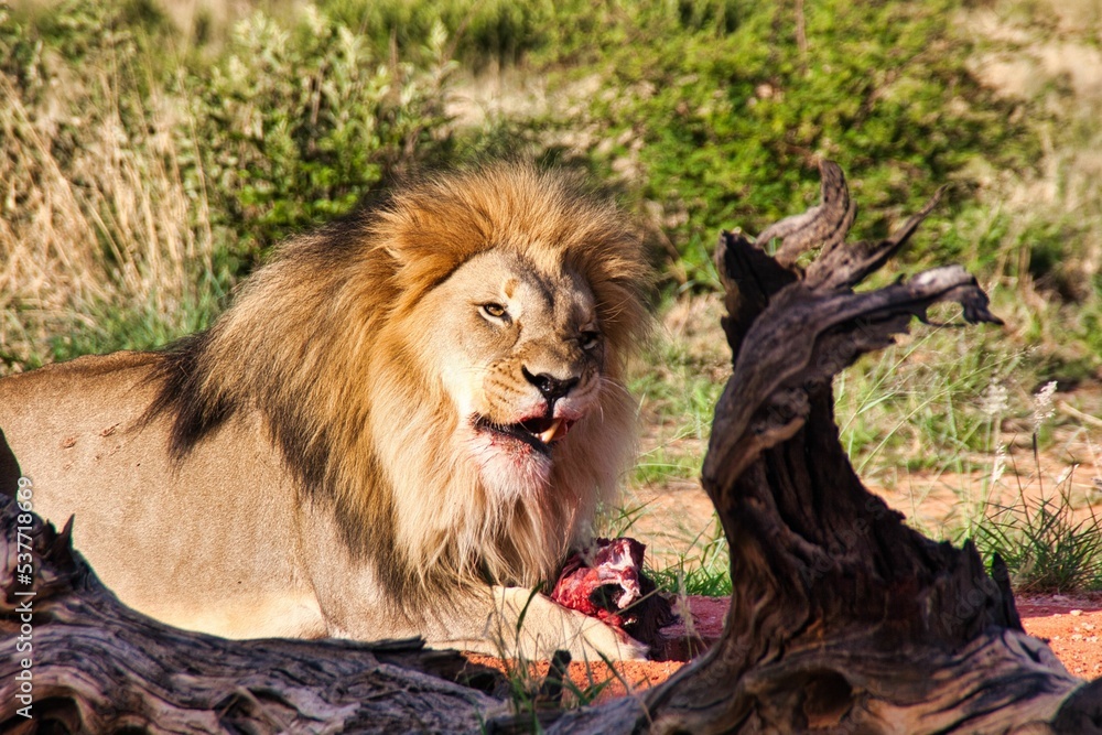 Barbary lion with bloody mouth eating dead animal meat in the savanna ...