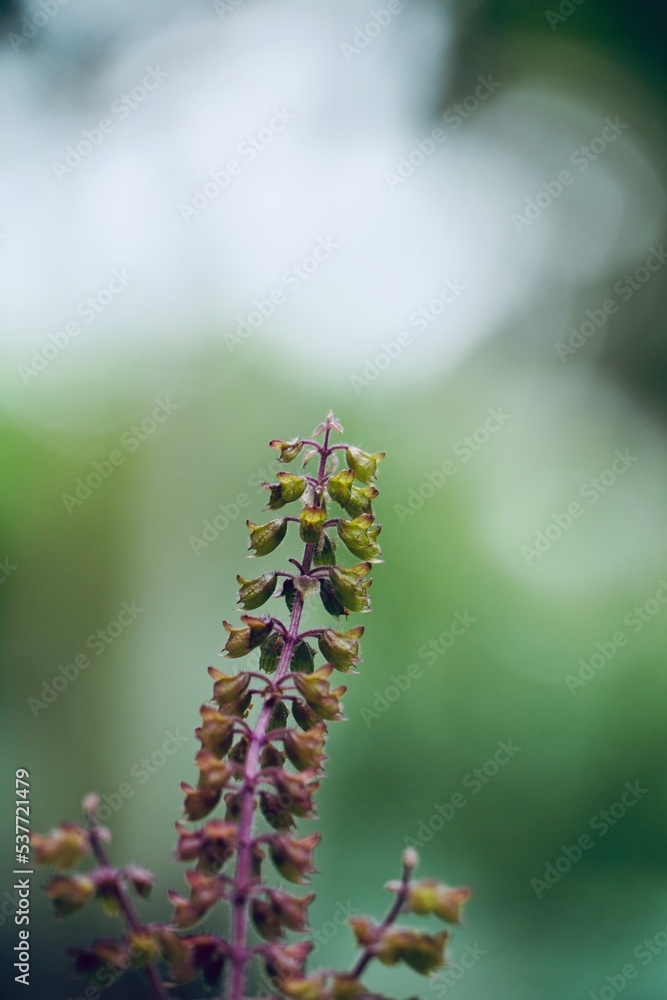 Holy basil (Ocimum tenuiflorum) flower inflorescence. Tulsi flower a ...