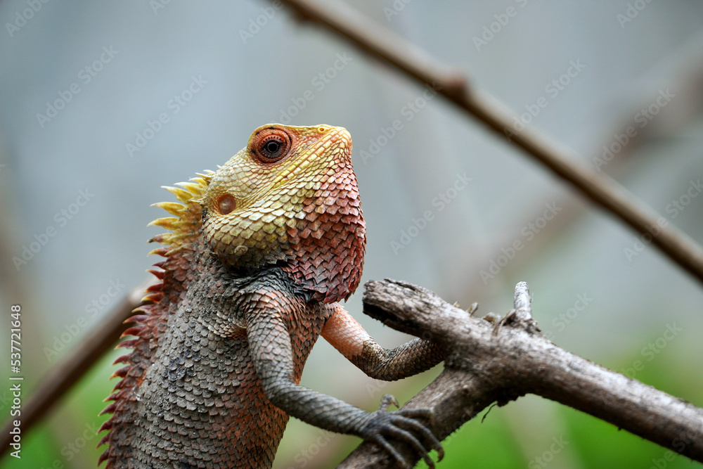 Colorful exotic lizard with sharp spikes in the back hunting. Oriental ...