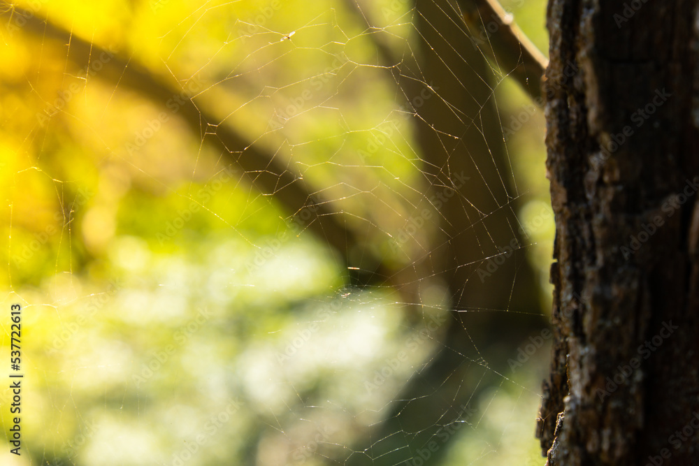 Spider web on branch of tree in the autumn spring park sun bokeh ...