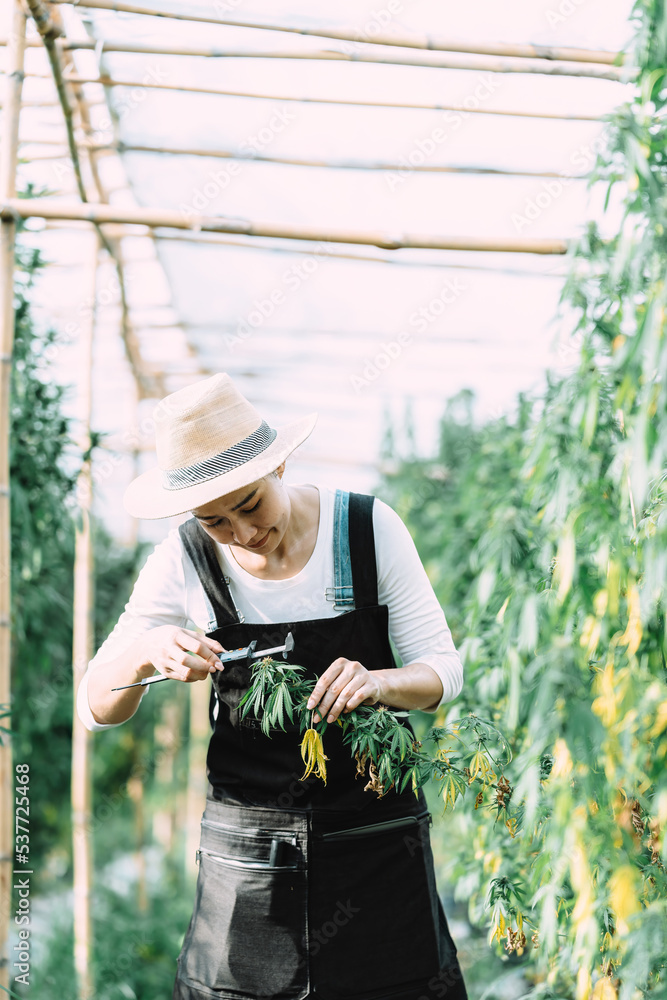Growers inspect cannabis flowers cannabis plants and hemp ...