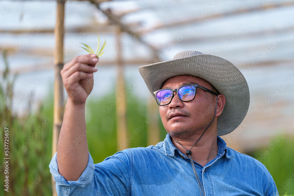 Growers inspect cannabis flowers cannabis plants and hemp ...