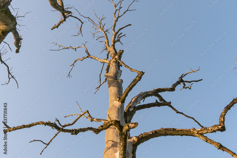 A dry, fat-free tree, eaten by a bark beetle. A sick tree without bark ...