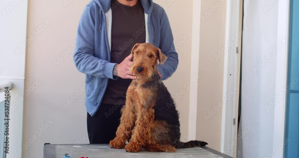 Grooming process of welsh terrier dog. Male groomer removing dead hairs ...
