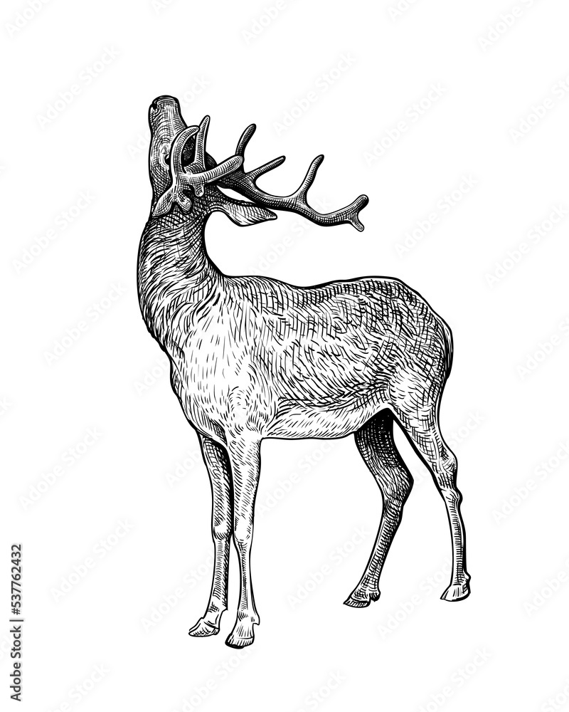 Hand drawn black ink sketch of Deer isolated on white background ...