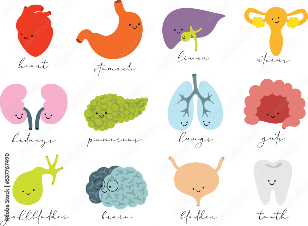 Human internal organs set of happy heart, stomach, liver, uterus ...