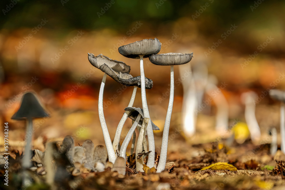Coprinopsis lagopus, Hare's foot Inkcap. Coprinopsis lagopus is a ...