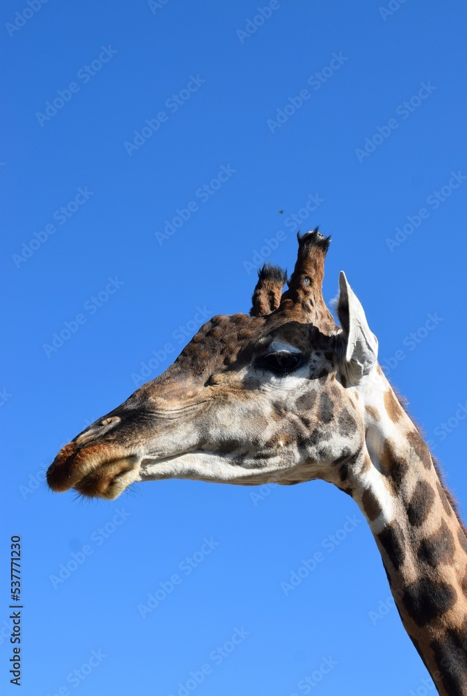 The giraffe is a genus of African even-toed ungulate mammals, the ...