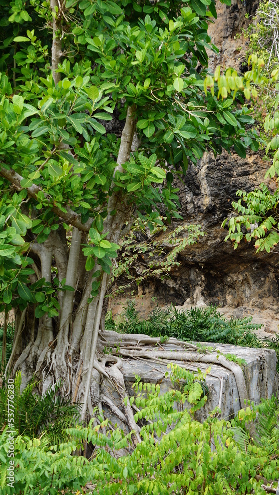 roots growing on a marble slab next to the cave Cueva at La Boca del ...