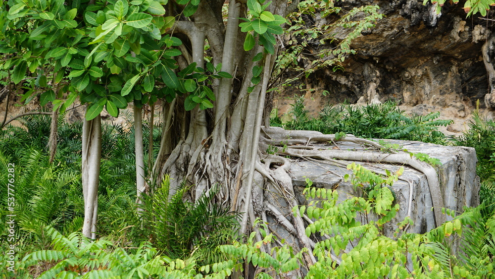 roots growing on a marble slab next to the cave Cueva at La Boca del ...
