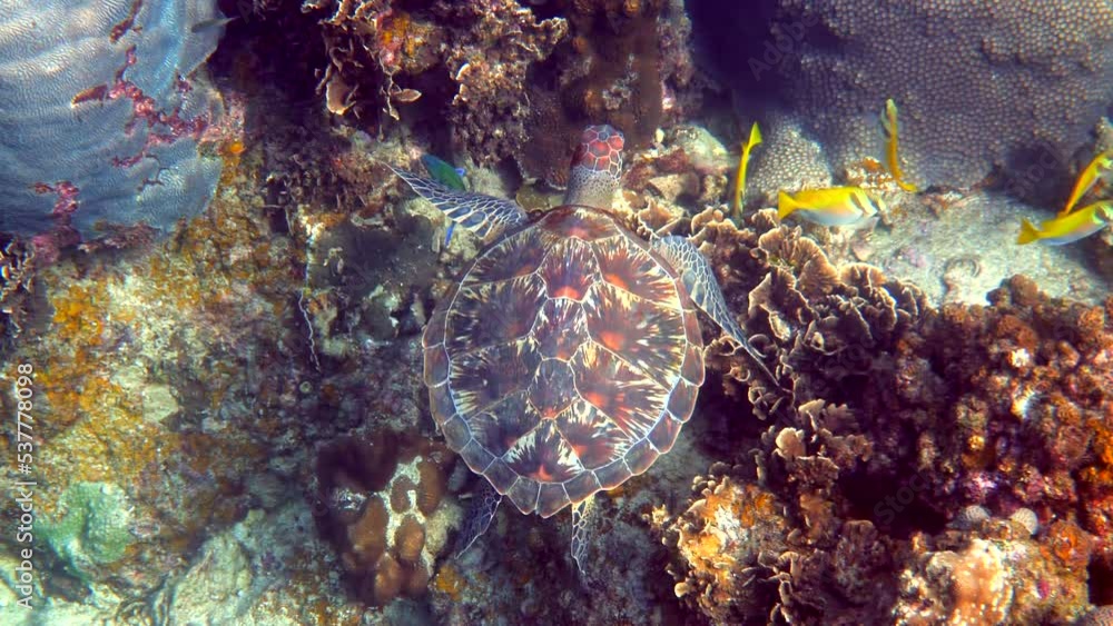 Underwater shot of wild sea turtle swimming among tropical corals and ...