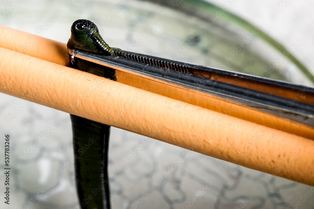 Extraction of medicinal leech extract on laboratory. Cosmetic ...