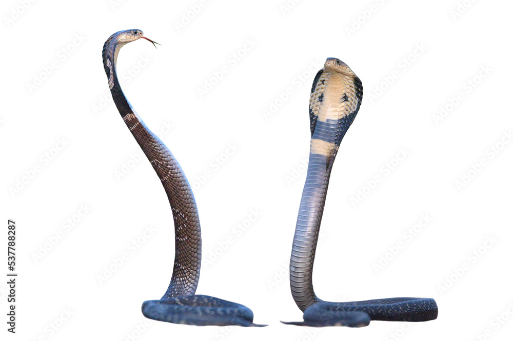 The cobra is a poisonous and dangerous snake (isolated on white ...