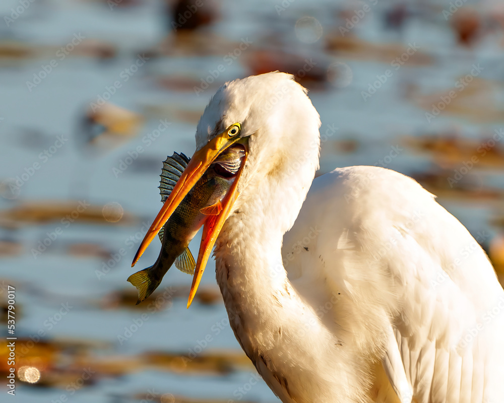 White Egret Photo and Image. Great White Egret close-up profile side ...