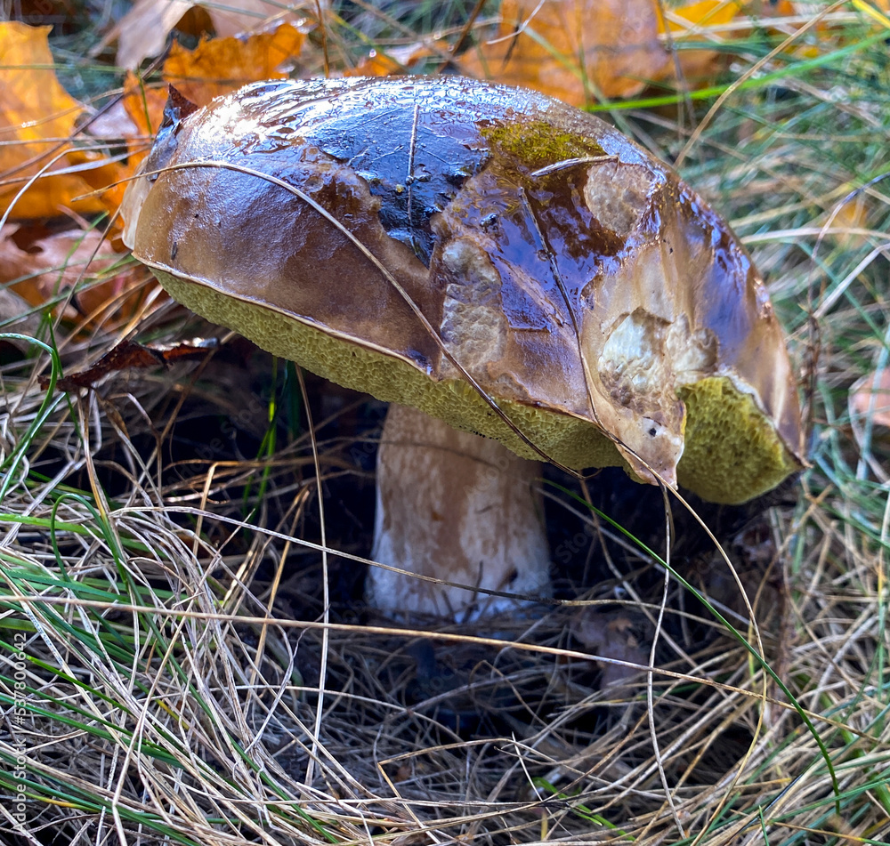 grzyby zbierać podgrzybek prawdziwek las trawa jesień potrawa przyprawa ...