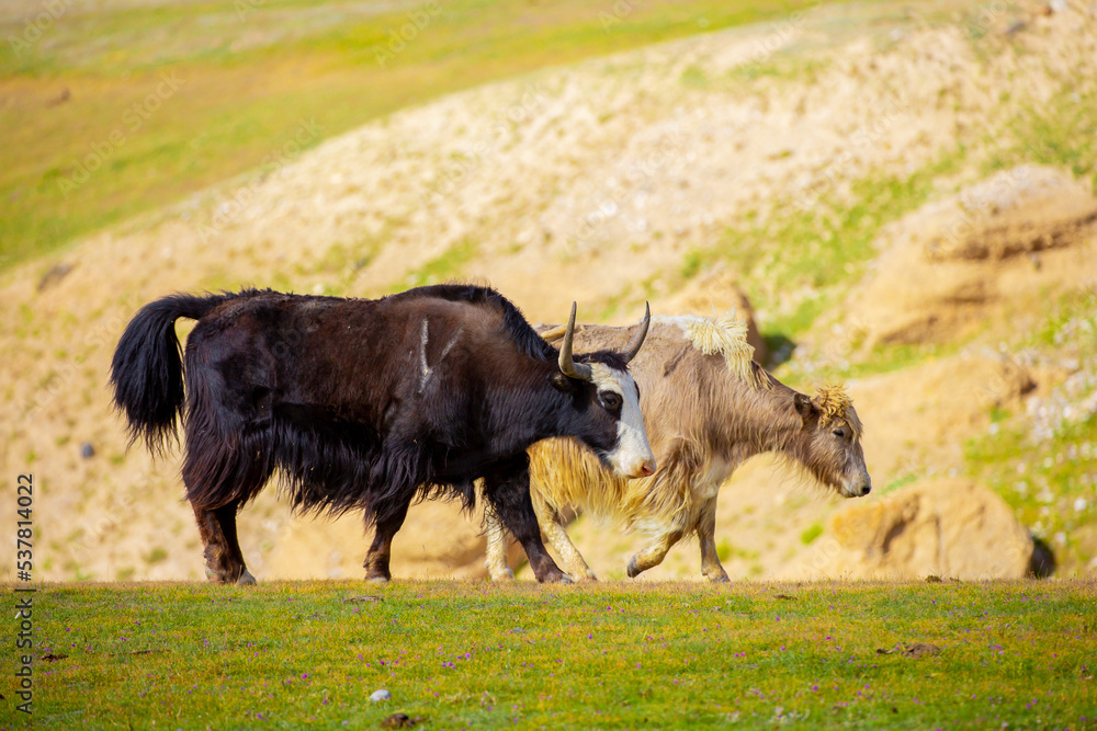 A herd of yaks graze in the mountains. Himalayan big yak in a beautiful ...