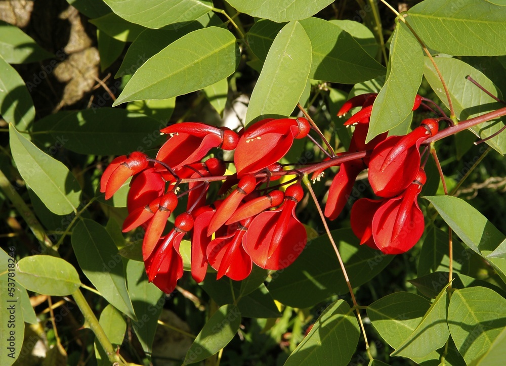 red flowers of tropical tree Erythrina Crista-Gali Stock Photo | Adobe ...