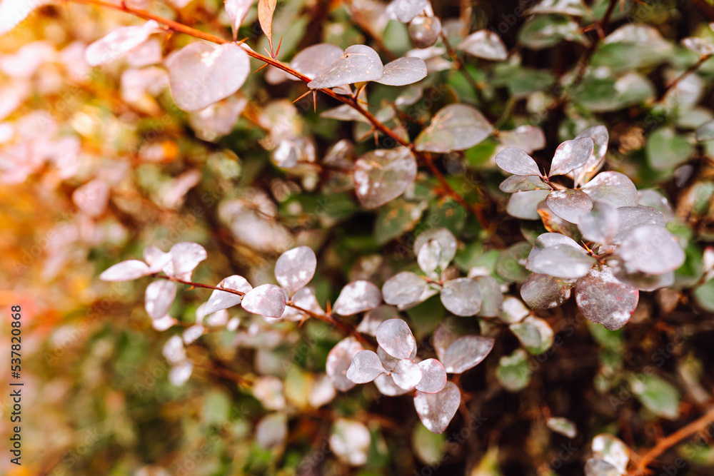 leaves of ornamental shrub are red in color with white spots of powdery ...