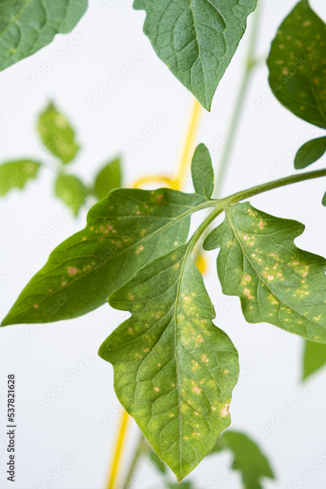 Yellow spots on tomato leaves. Plant diseases during the cultivation of ...