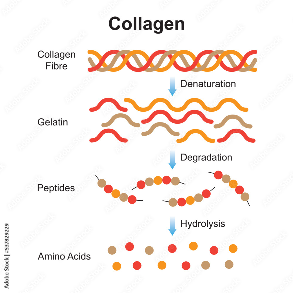 Vetor de Scientific Designing of Collagen Denaturation and Degradation ...