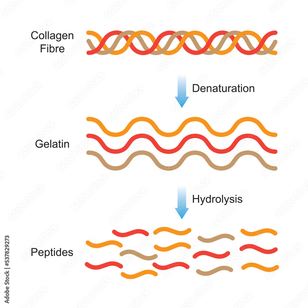 Vektorová grafika „Scientific Designing of Collagen Denaturation and ...
