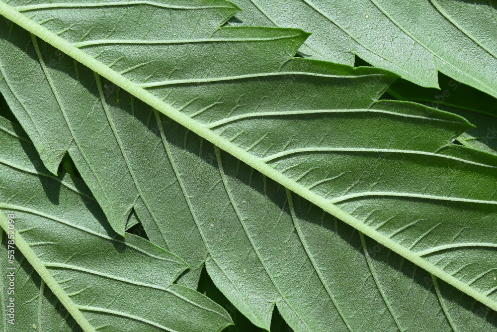 Macro or Close up view of Green Cannabis leaf and veins For Texture And ...