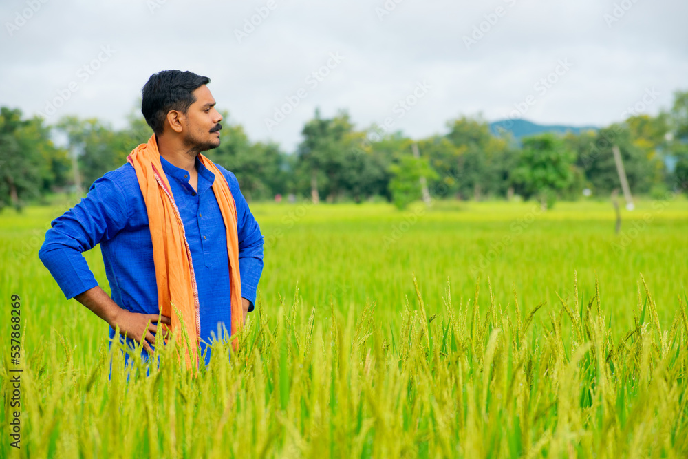 Farmer looking at his green beautiful paddy field Stock Photo | Adobe Stock