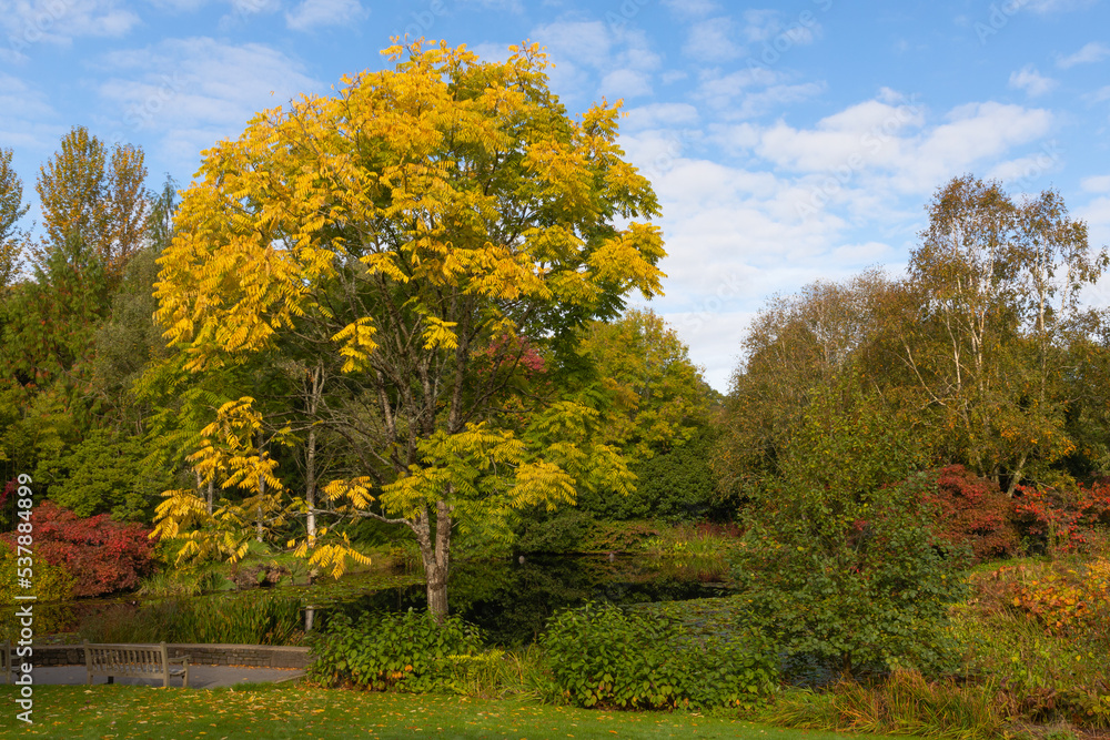 Toona sinensis the Chinese cedar tree Stock Photo | Adobe Stock