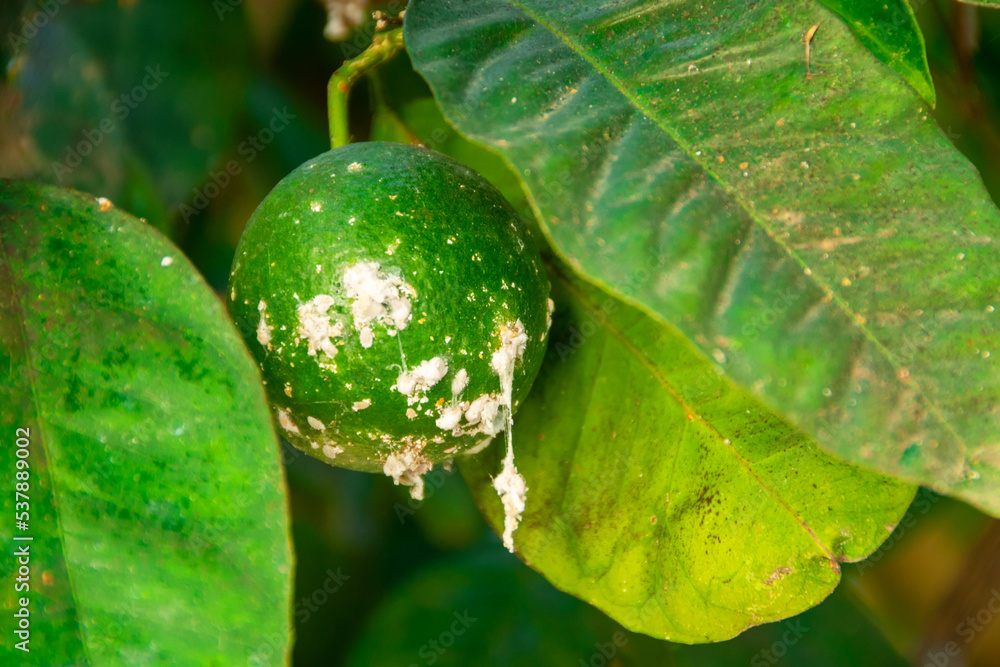 Citrus mealybug, Planococcus citri Hemiptera Pseudococcidae is the ...