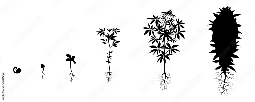 Cannabis growth stages. Marijuana cultivation infographic. Hemp seed ...