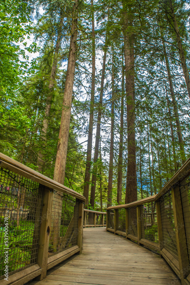 Wide angle on walkway with tall trees at Capilano Suspension Bridge ...
