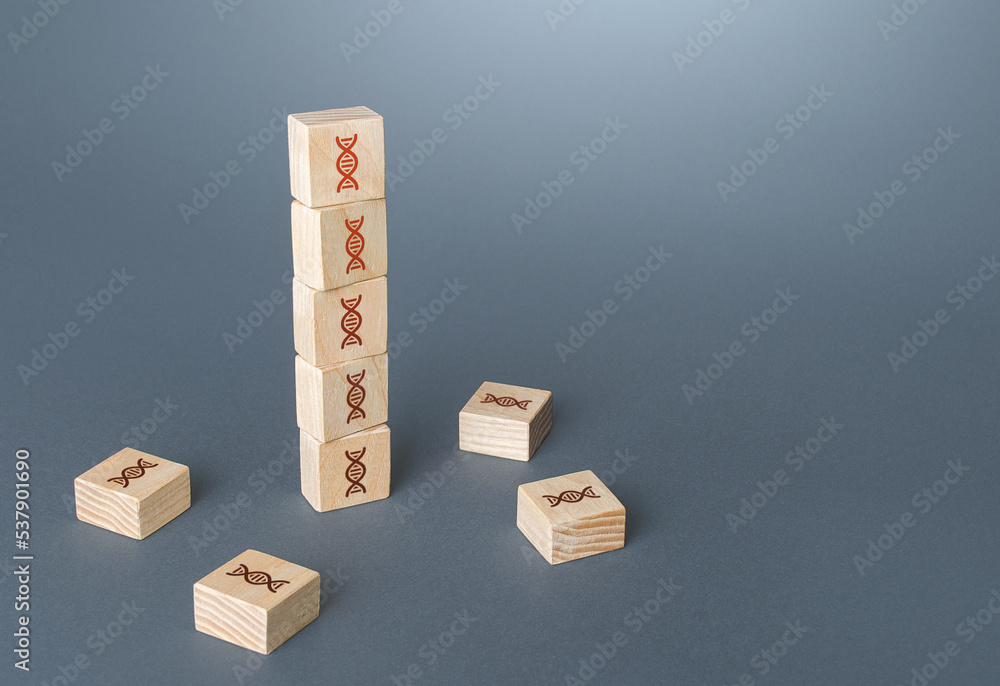 The construction of the genome chain from DNA blocks. Mutations and ...