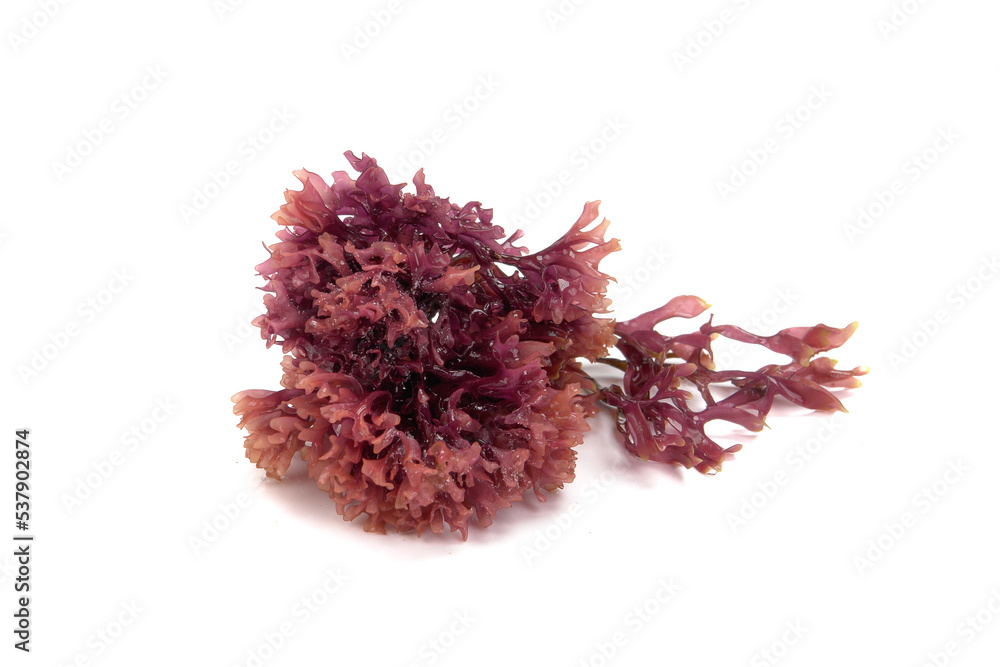 Algae /Carrageenan moss /false Irish moss /Mastocarpus stellatus Stock ...