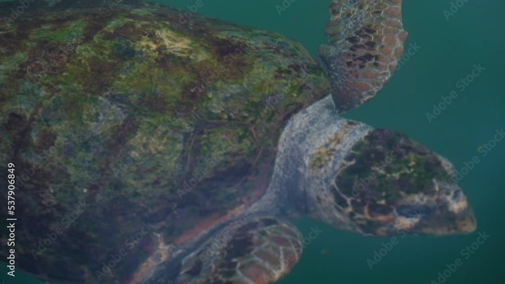 Loggerhead sea turtle underwater moving then emerging above water ...