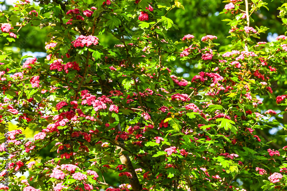 Crataegus laevigata 'Rosea Flore Pleno' Tree.A beautiful Hawthorn Tree ...