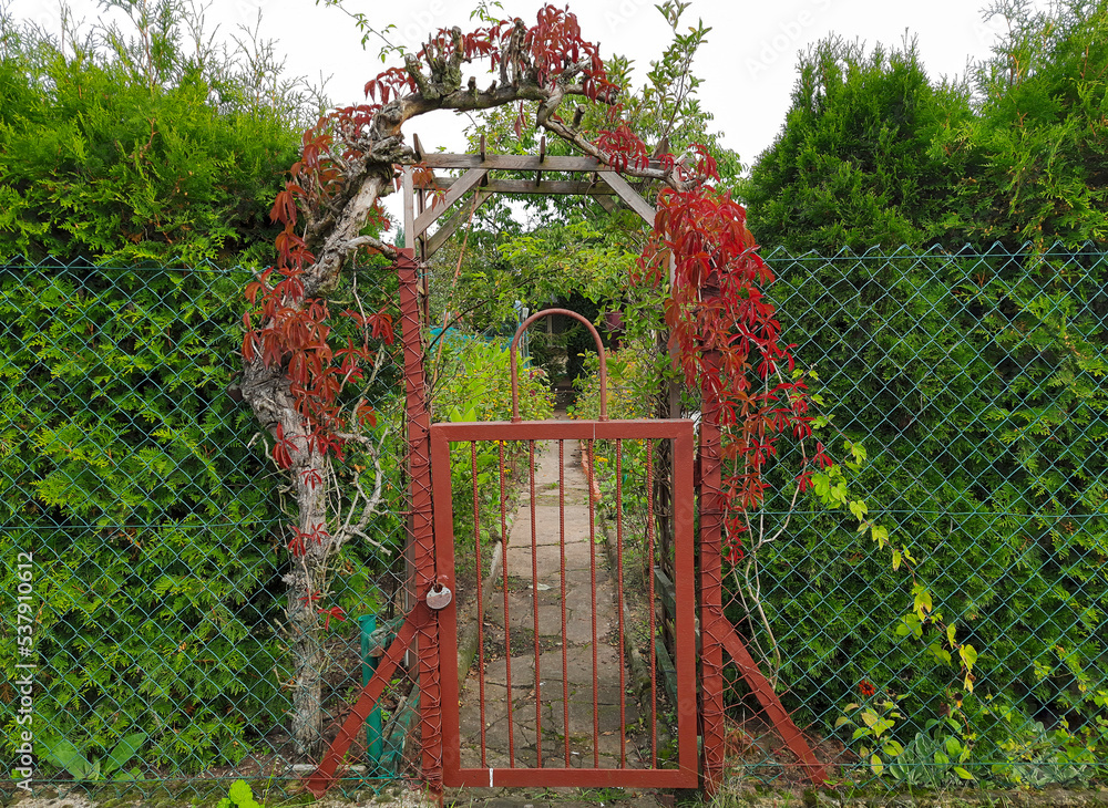 Autumn fence made of shrubs. Arched entrance to the courtyard. Example ...