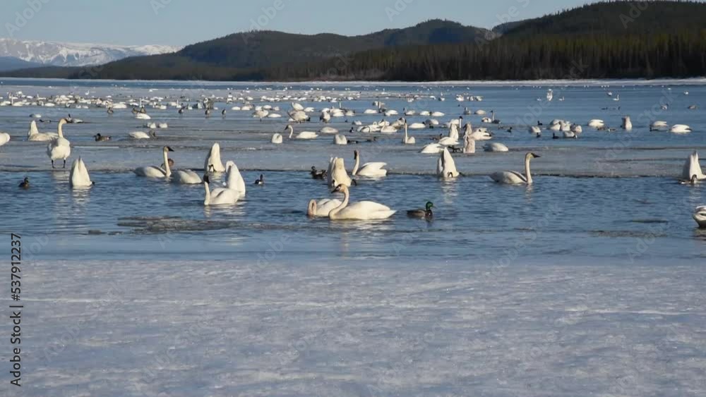 Annual migration of trumpeter & tundra swans along the western side of ...