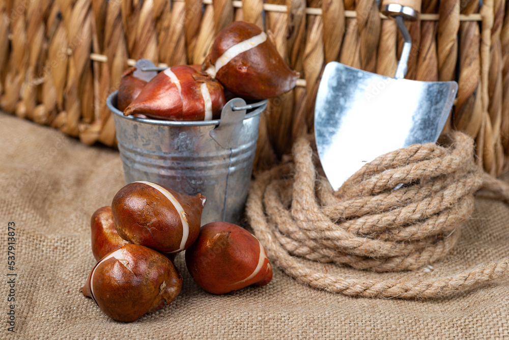 tulip bulbs in a bucket and a scoop with a rake. Preparing for spring ...