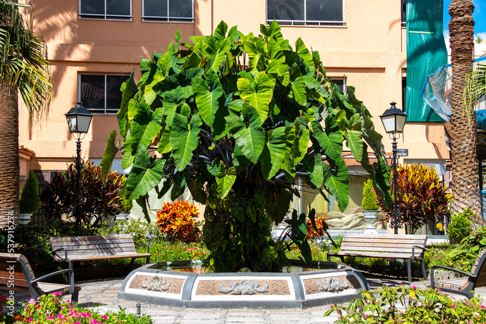 Brunnen mit einer Ñamera bewachsen im Park Victor Peres in Puerto de la ...