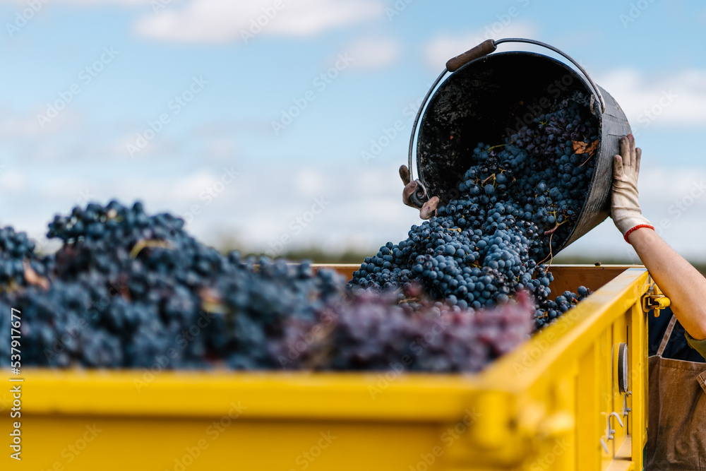 Crop farmer adding grapes into truck bed Stock Photo | Adobe Stock