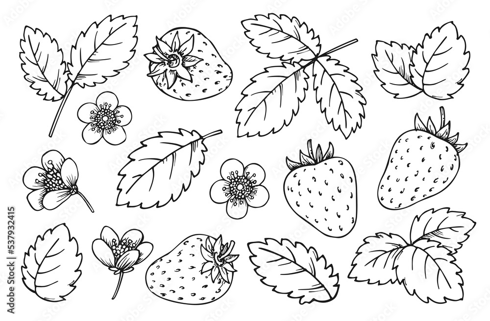 Strawberry line set. Black and white berries leaves flowers. Hand drawn ...