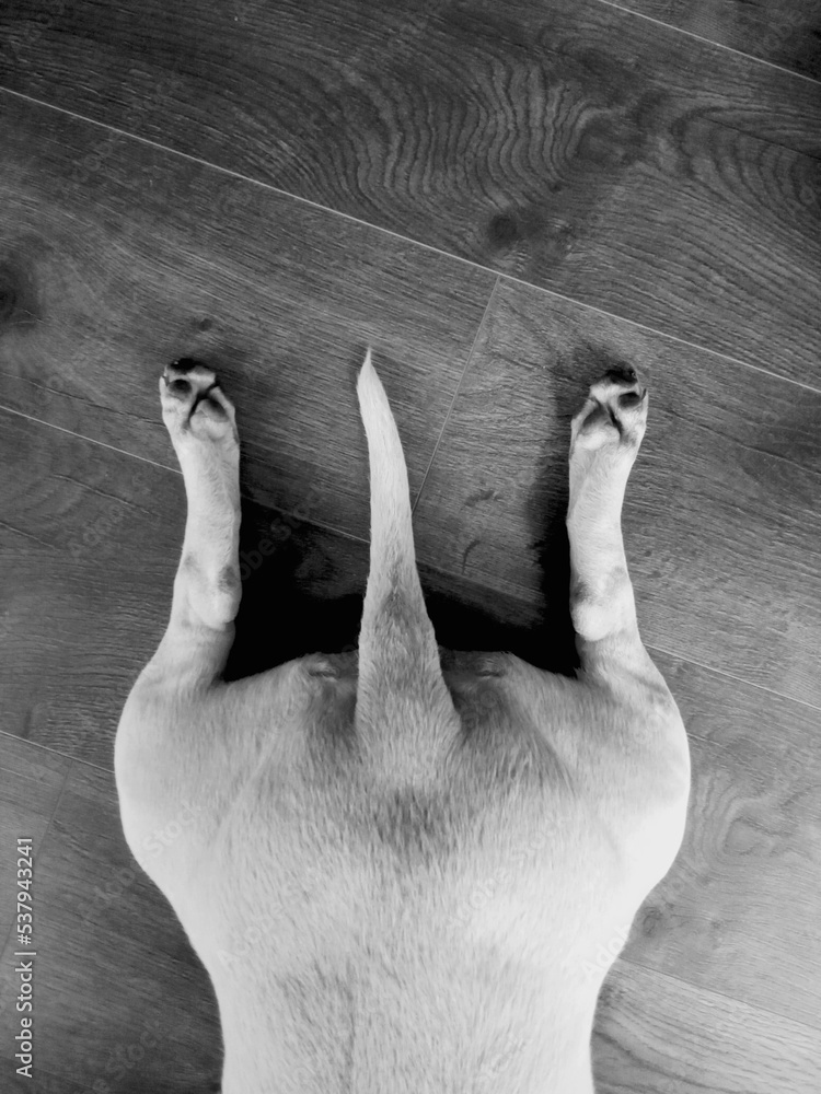Cute bull terrier with just its bottom and tail on the ground. Stock ...